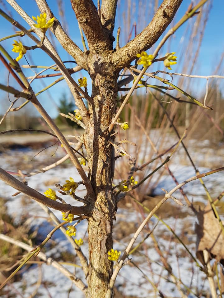 Viie lause päevik: Cornus mas