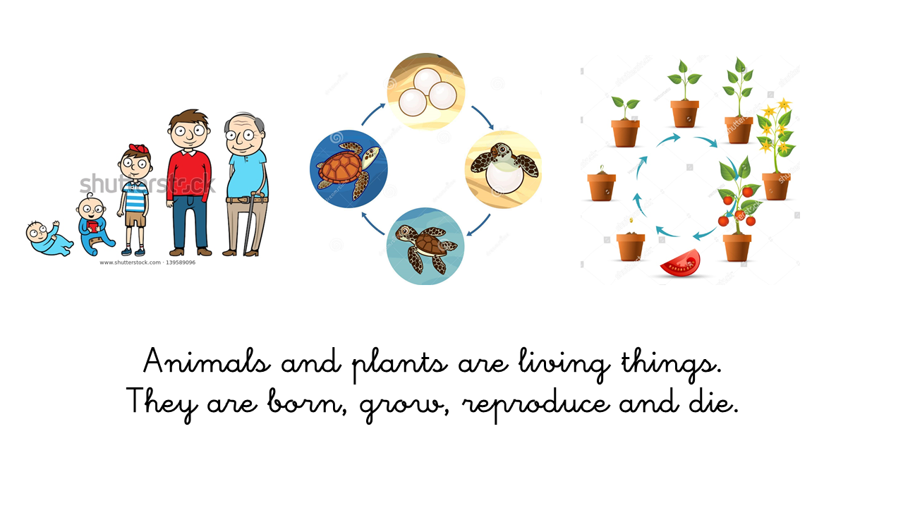 Eva's class: Living things 2