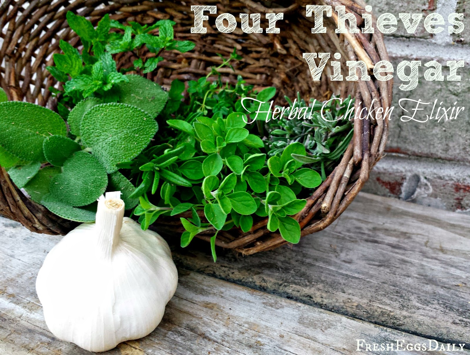 Four Thieves Vinegar | An Herbal Elixir for your Chickens - Fresh Eggs ...