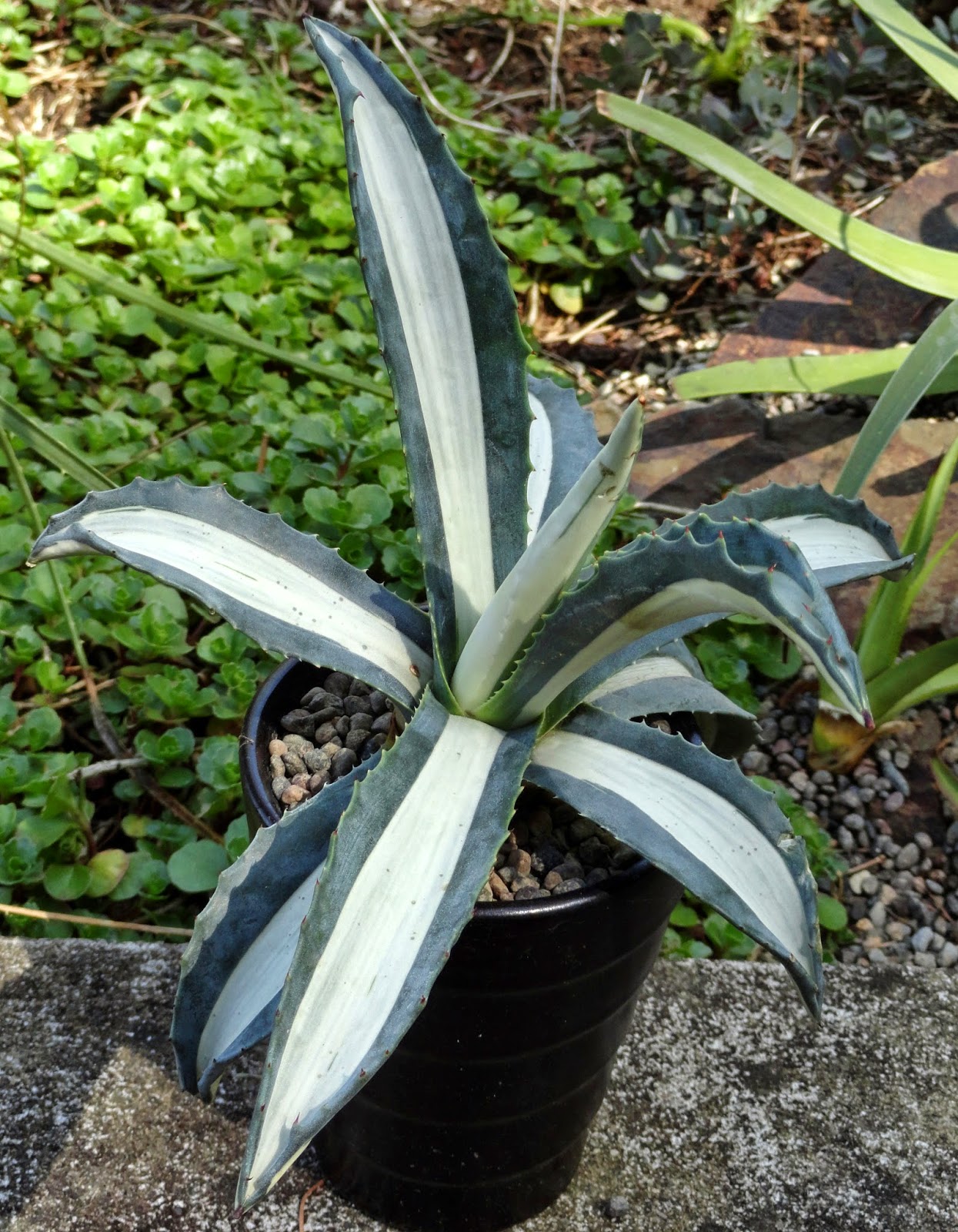 danger garden: It’s time we talk about my favorite subject…agaves!