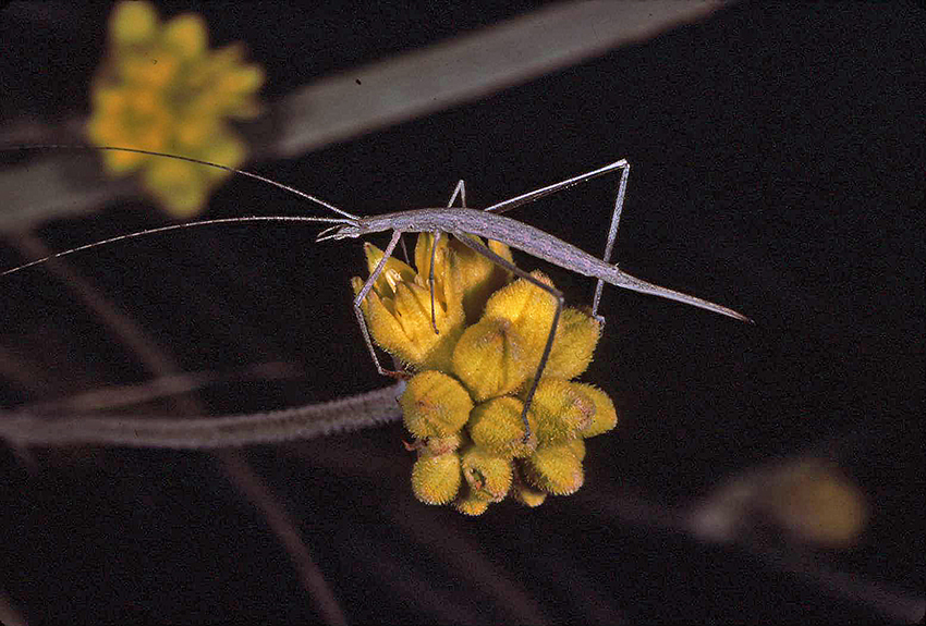BunyipCo: Kangaroo Island Fires: Effects on Endemic Orthopteroid Insects