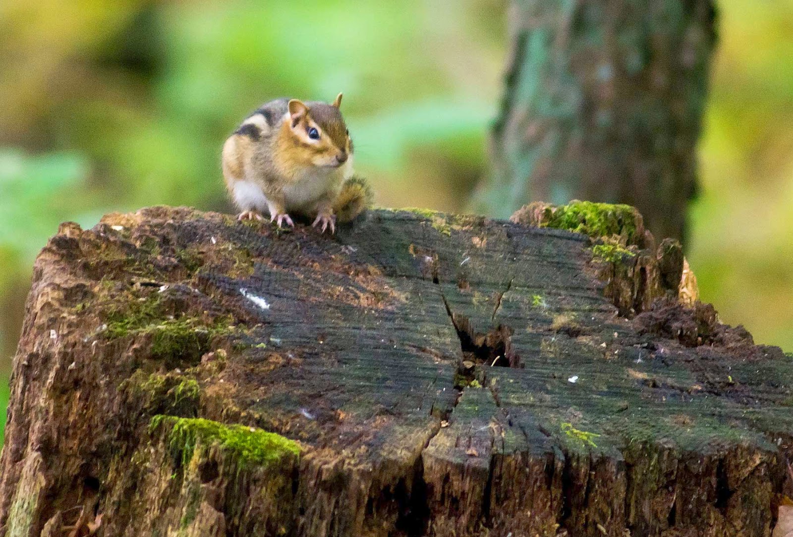 Lake County Naturalist: Chipmunks Galore!