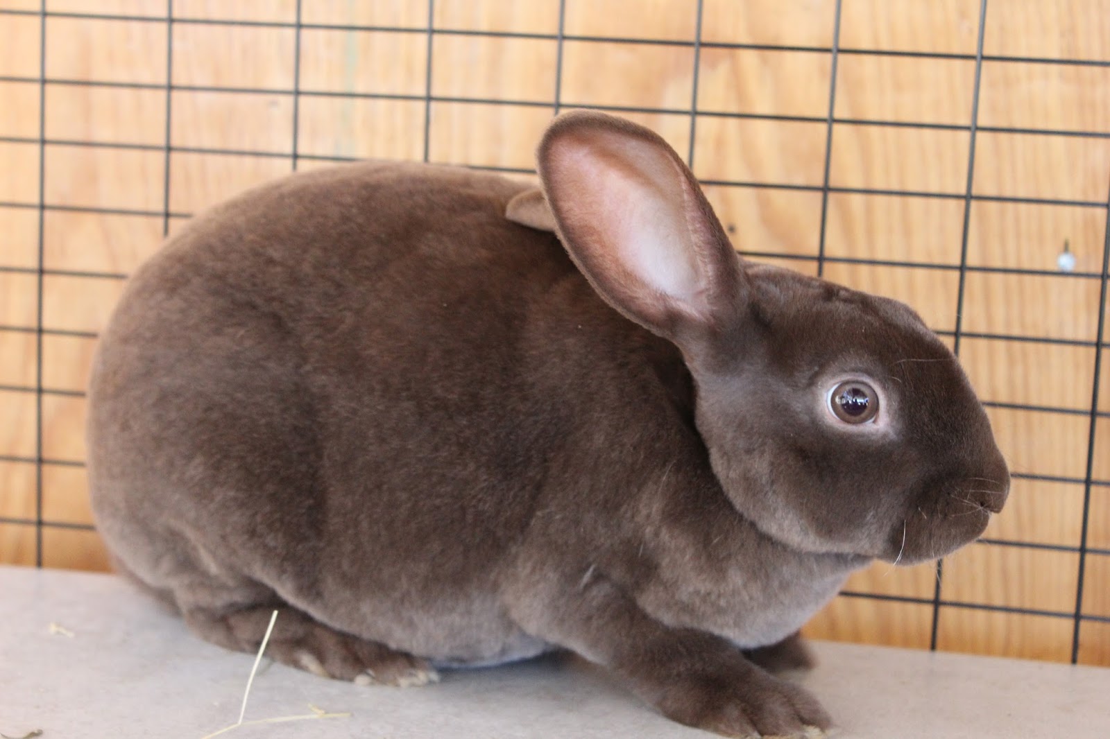 Chocolate Rex Rabbit