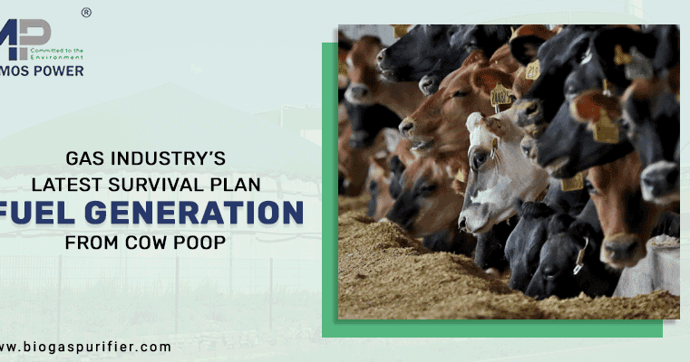 Gas Industry’s Latest Survival Plan- Fuel Generation from Cow Poop