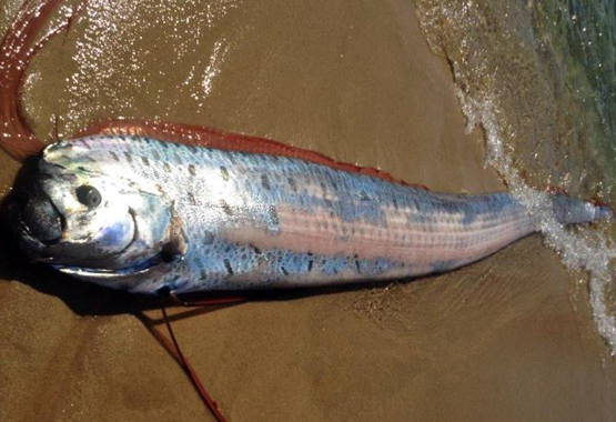 Oarfish - Fishes World - HD Images & Free Photos