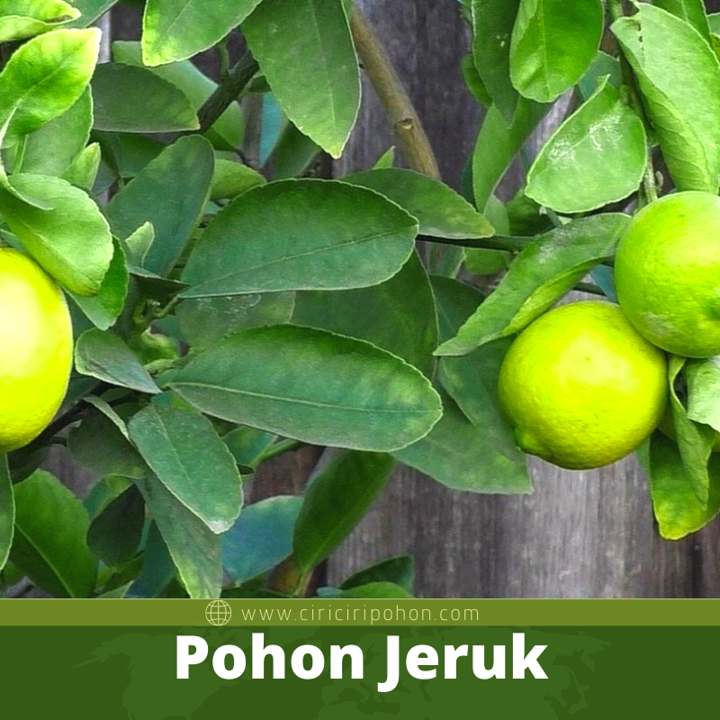 Tips Mudah Menanam Pohon Jeruk Dalam Pot - Ciriciripohon.com