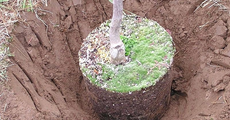 Durham Council of Garden Clubs: Successful Planting of Trees and Shrubs