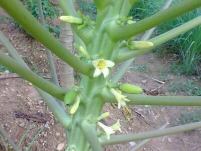 Easy Guide to Papaya Cultivation is Good and Right