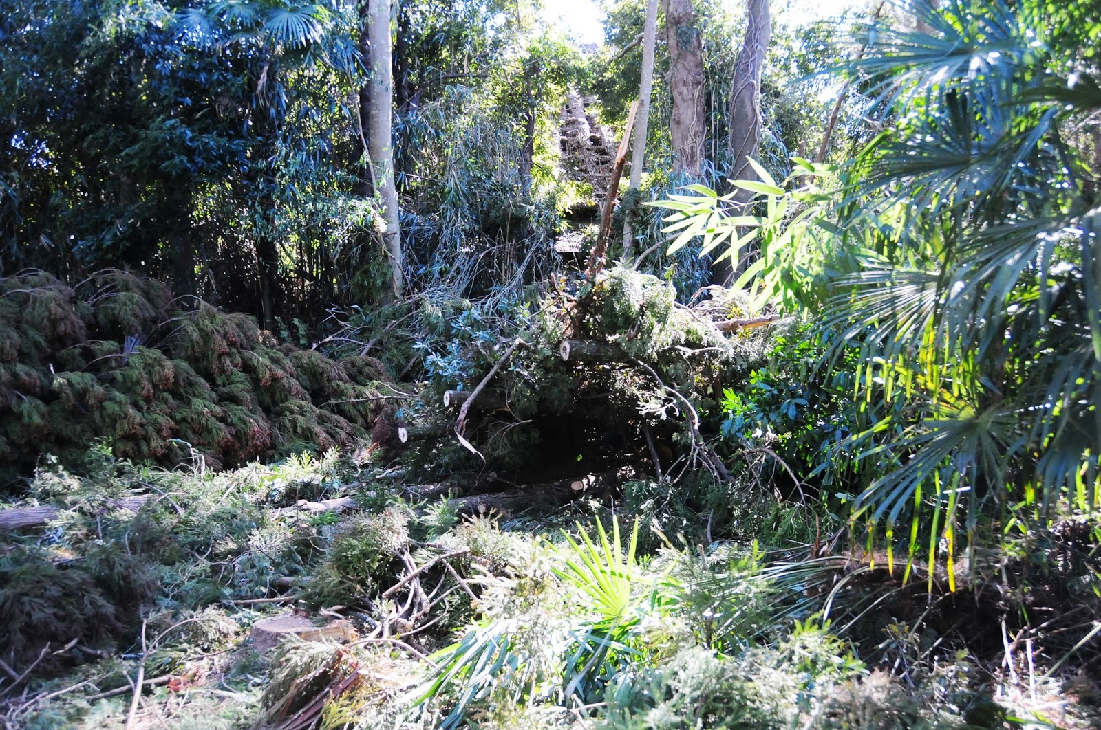 Our Japanese Eco-Kominka: East Side Tree felling in February 2013.