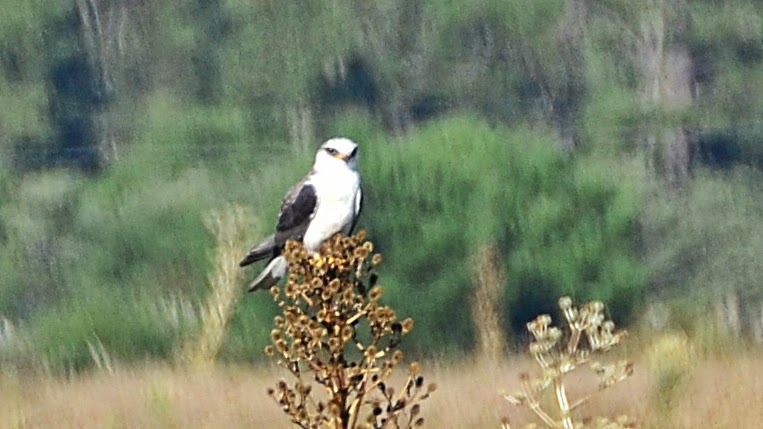 Aves de La Floresta: Halcón blanco