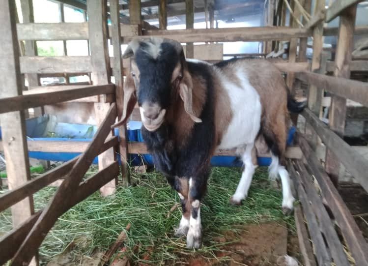 Pusat: KAMBING ANGLO NUBIAN