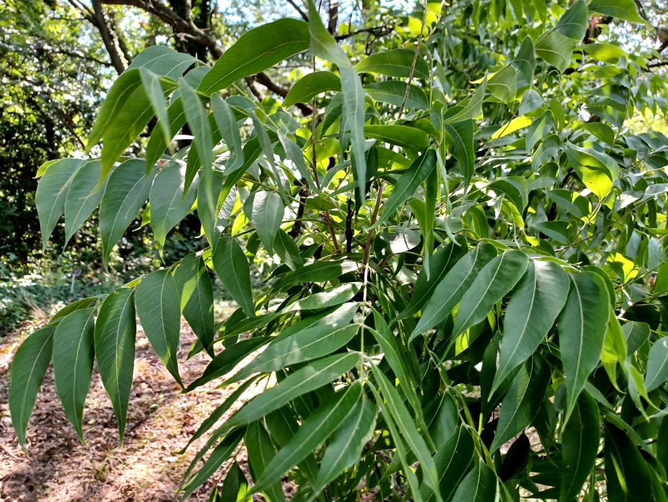 Future Plants by Randy Stewart: Sapindus - Soapberries