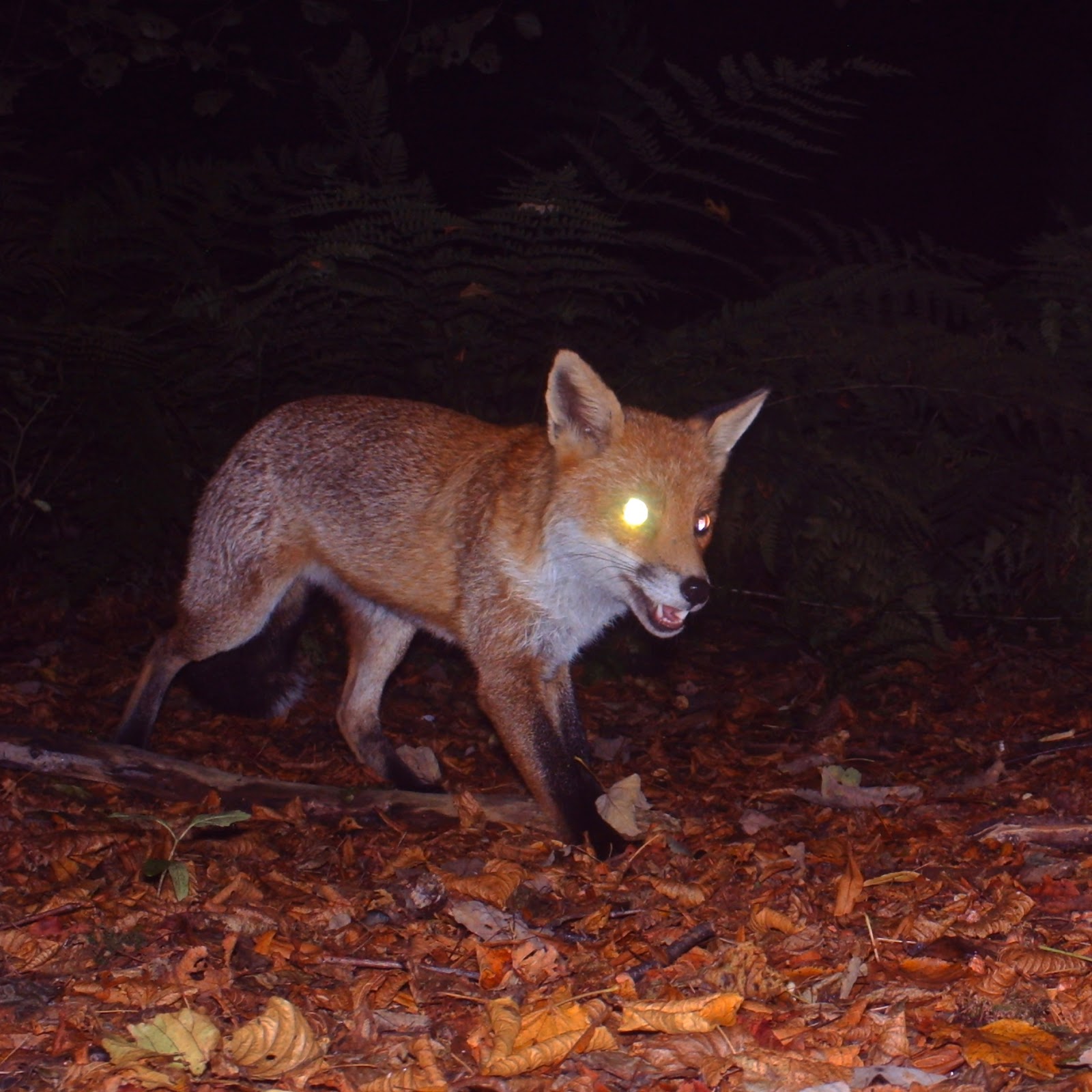 TrogTrogBlog: FoxCam