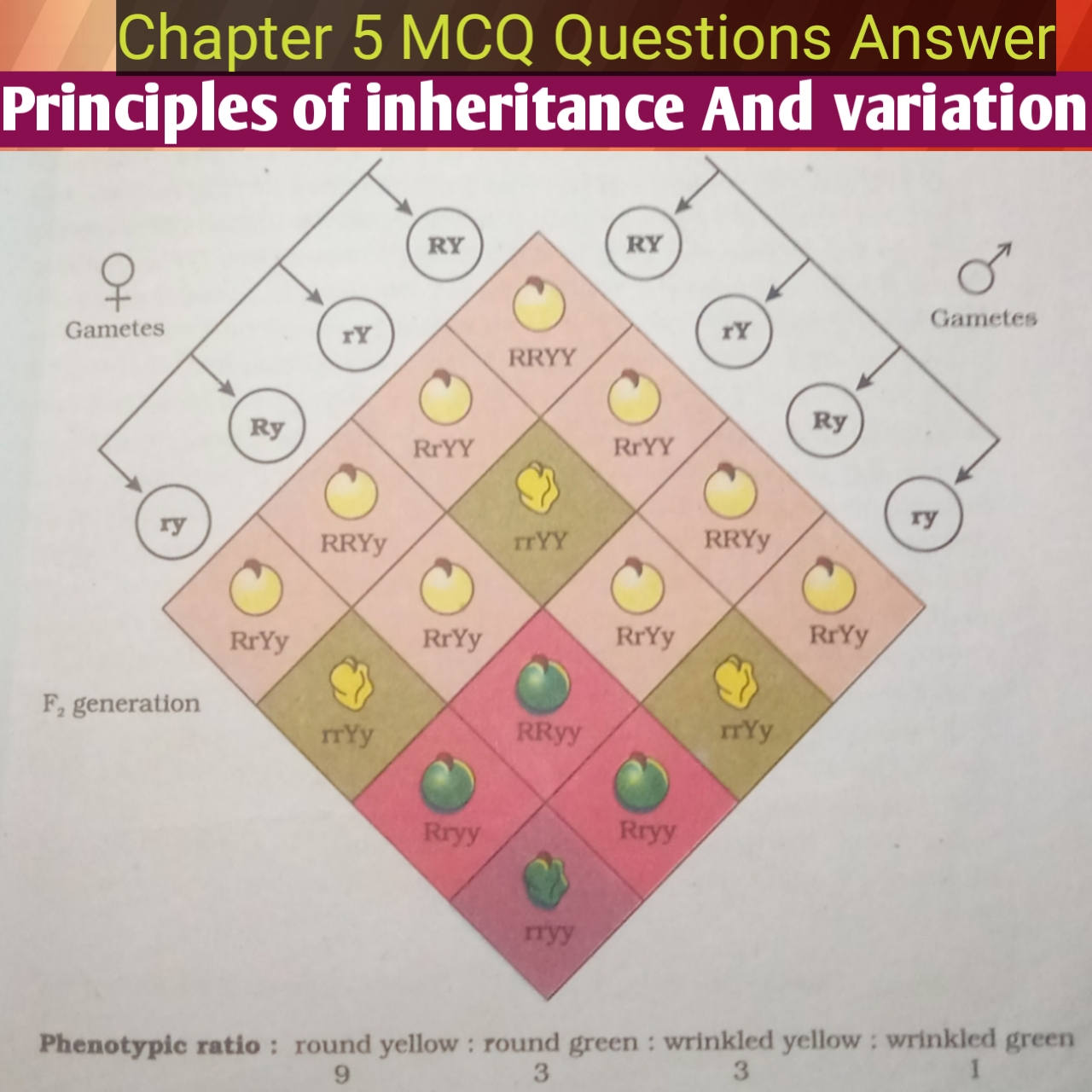 Principles of inheritance and variations (chapter 5) MCQ for class 12th ...