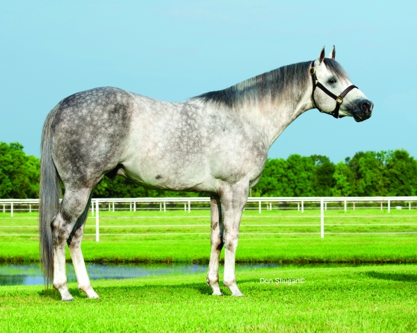 Northern Rodeo Association: Meet Copper Spring Ranch's Firewater Canyon