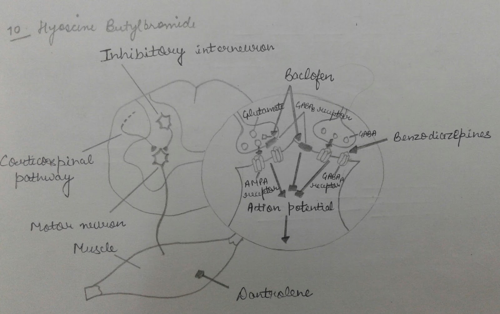 Pharmacology of Drugs: Hyoscine butylbromide