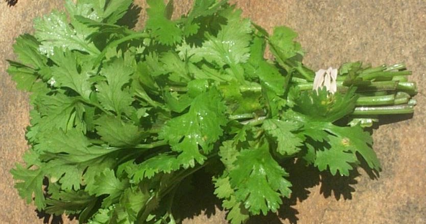 MeNarA KehiDupaN: Khasiat Daun Sup