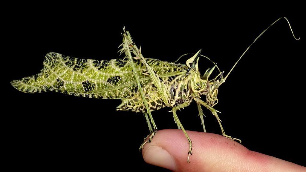 Real Monstrosities: Lichen Katydid