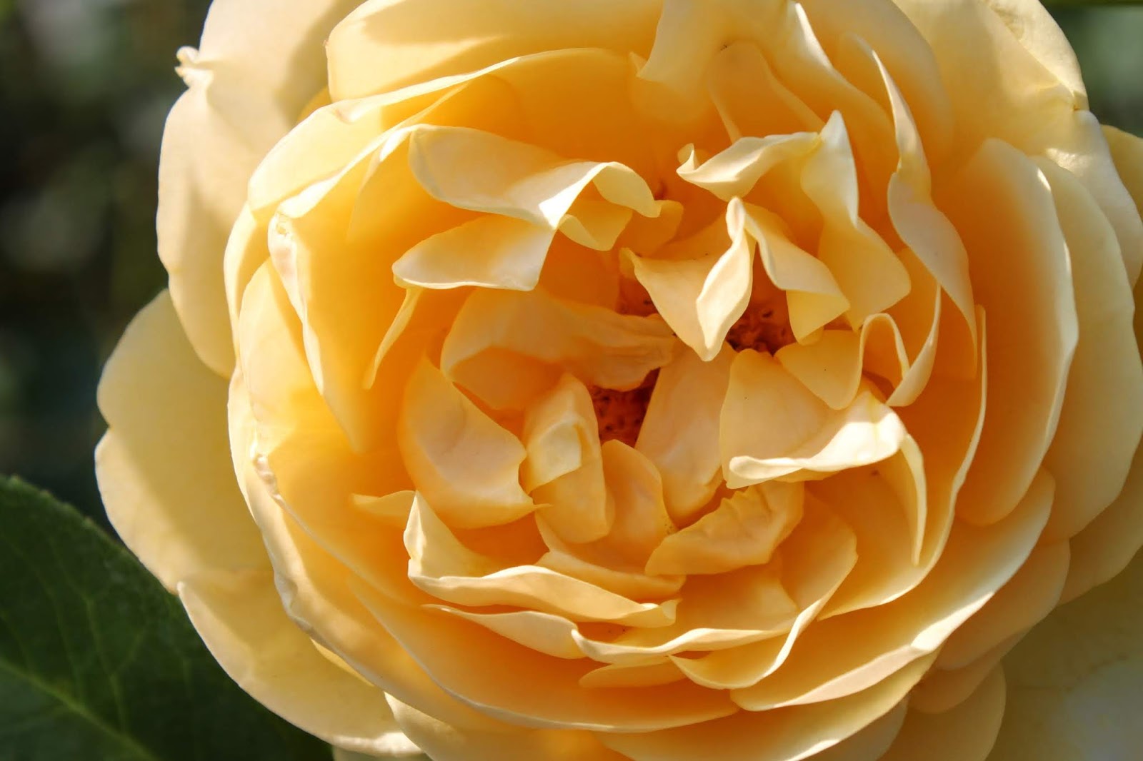 Widow's Endorphins: David Austin, The Godfather of the English Rose