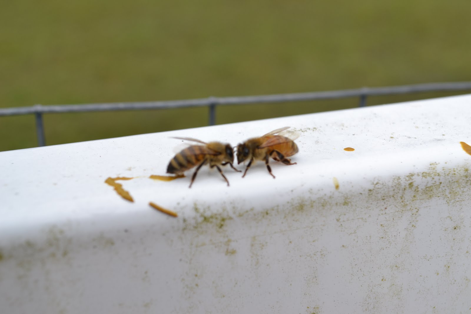 Rusty Tub Farm: Bee's, Bee's, and More Bee's