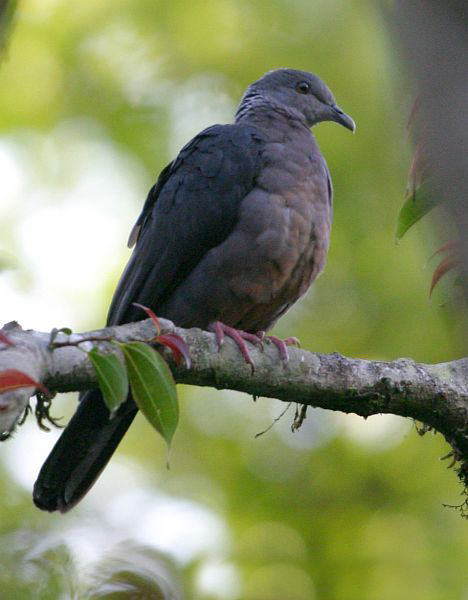 Sri Lankan Endemic Birds: Sri Lanka Mailagoya - Ceylon Wood Pigeon ...