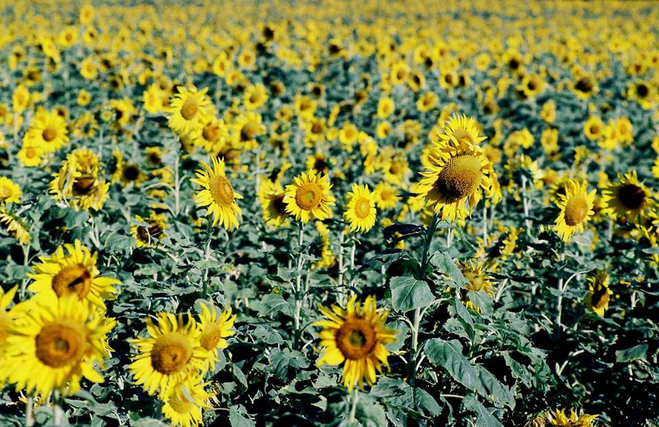 Conheça as plantações de girassóis em Minas ~ Conheça Minas