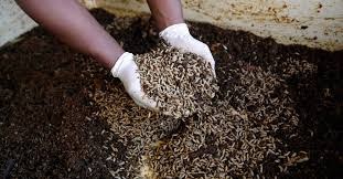 MAGGOTS; A HIGH PROTEIN FEED FOR POULTRY, FISHERIES