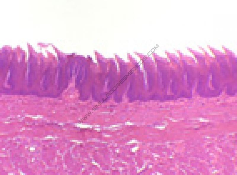 SENTIDOS DEL GUSTO Y VISION: TEMA 8: GUSTO