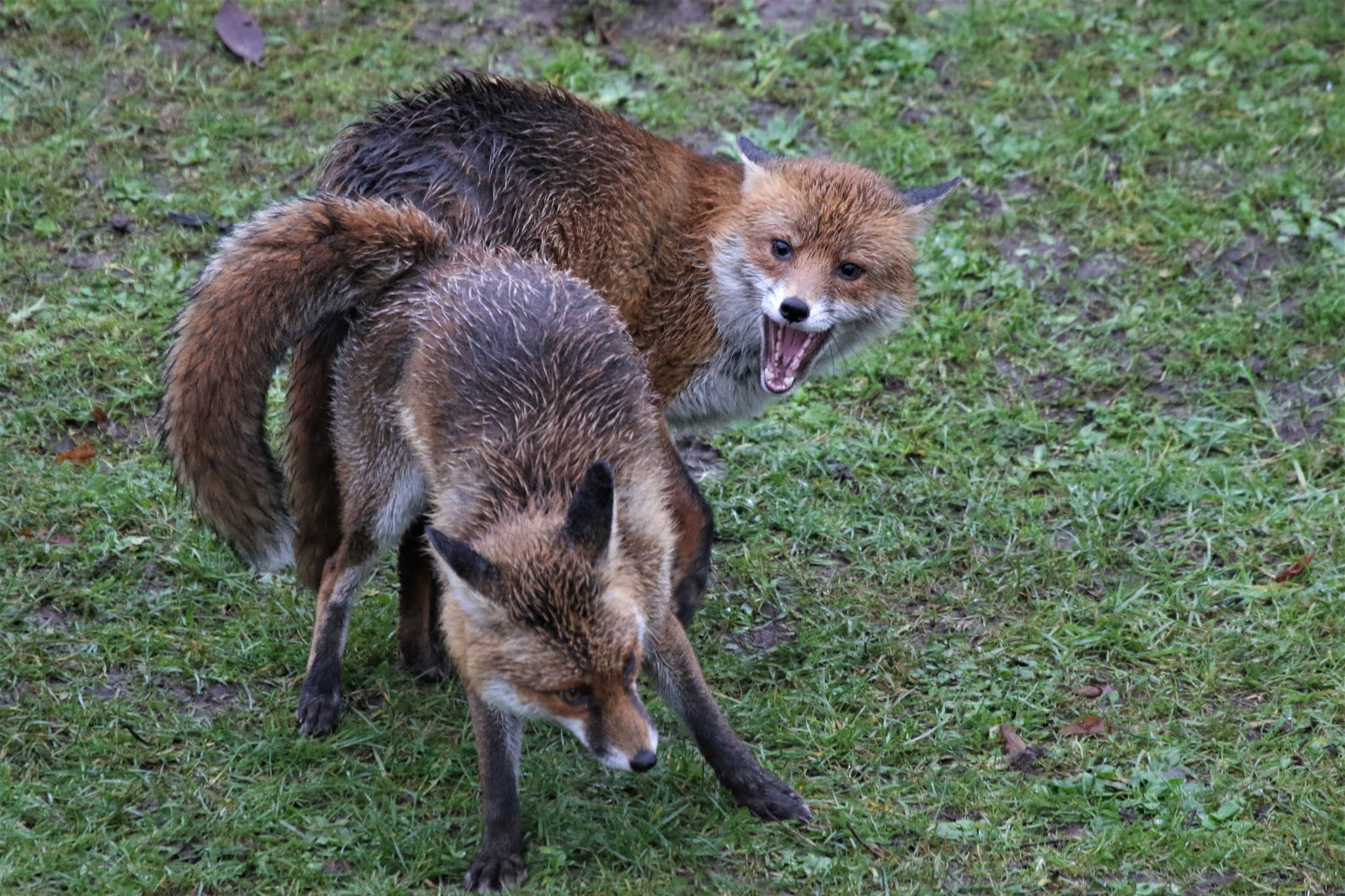 Non-Stop Birding: Red Fox- copulatory tie