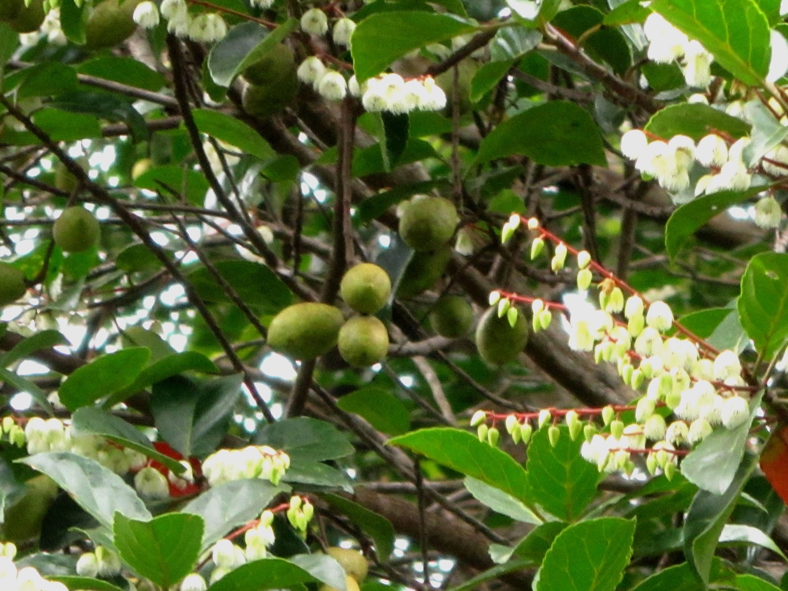 sandaruwan's Blog: වෙරළු මල් - Weralu mal