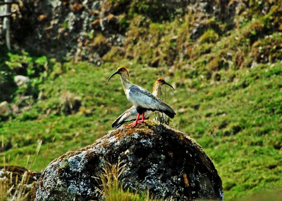 Bosque de Protección Pui Pui