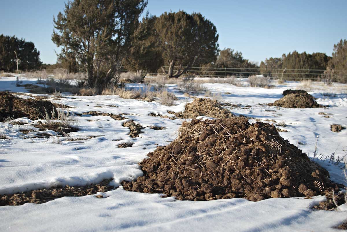 The 7MSN Ranch: Poopsicles