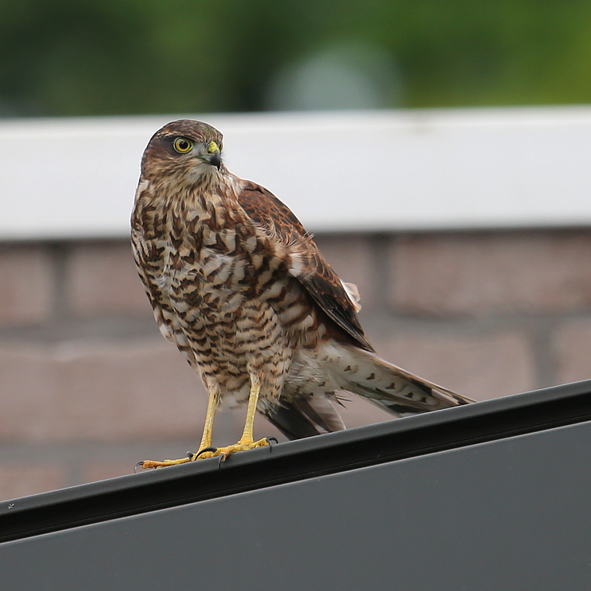 Peter De Craene Natuurfotografie: Sperwer in Zomergem
