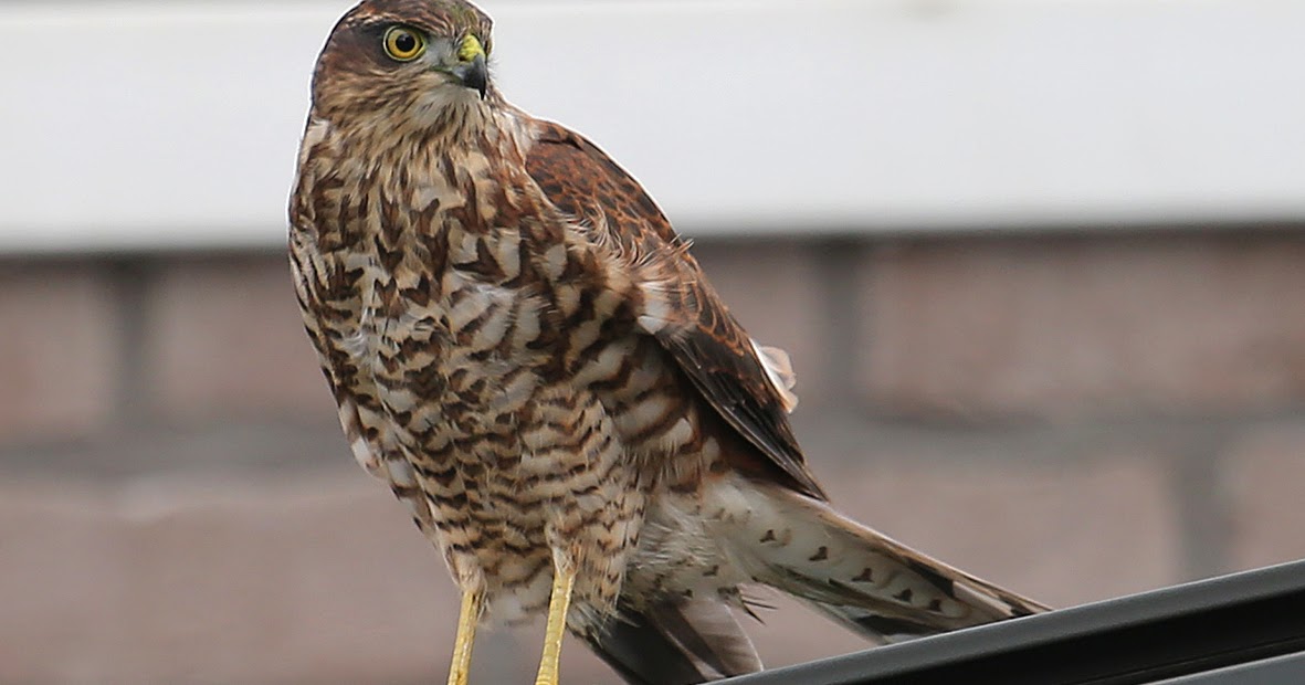 Peter De Craene Natuurfotografie: Sperwer in Zomergem