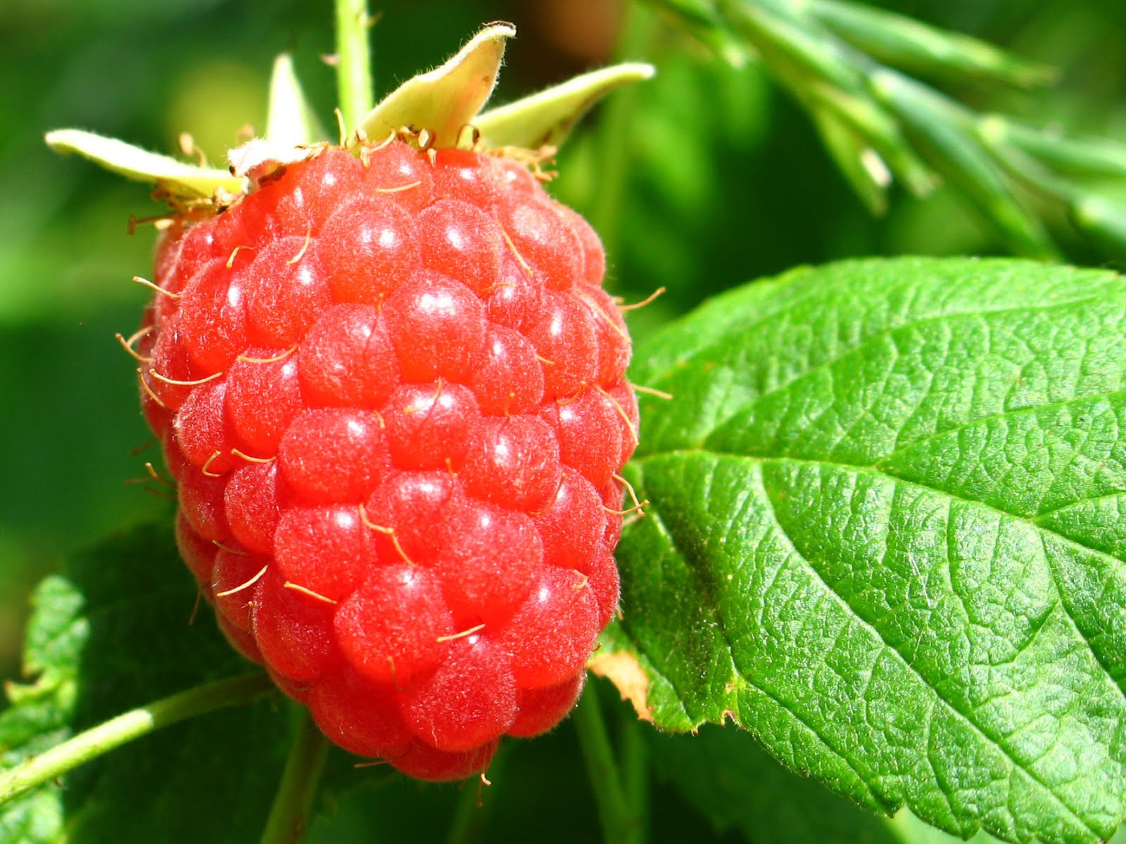 Vida Buena: Rica em antioxidantes, FRAMBOESA atua como acelerador do ...