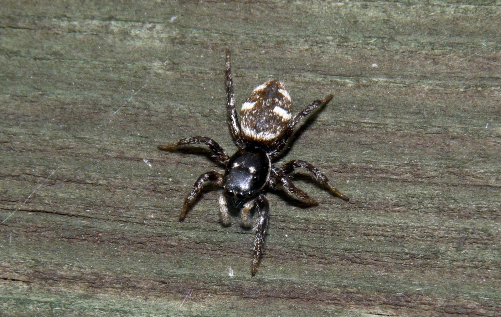 Northwest Norfolk Naturalists: Three common spiders from Holme Marsh