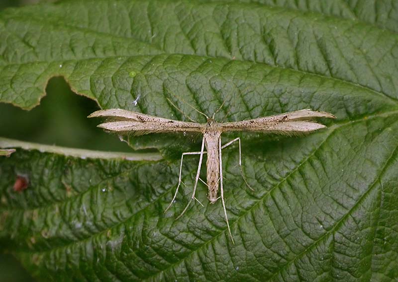 Charlie's moths of Calderdale.: 45: PLUME MOTHS, 62: PYRALIDS
