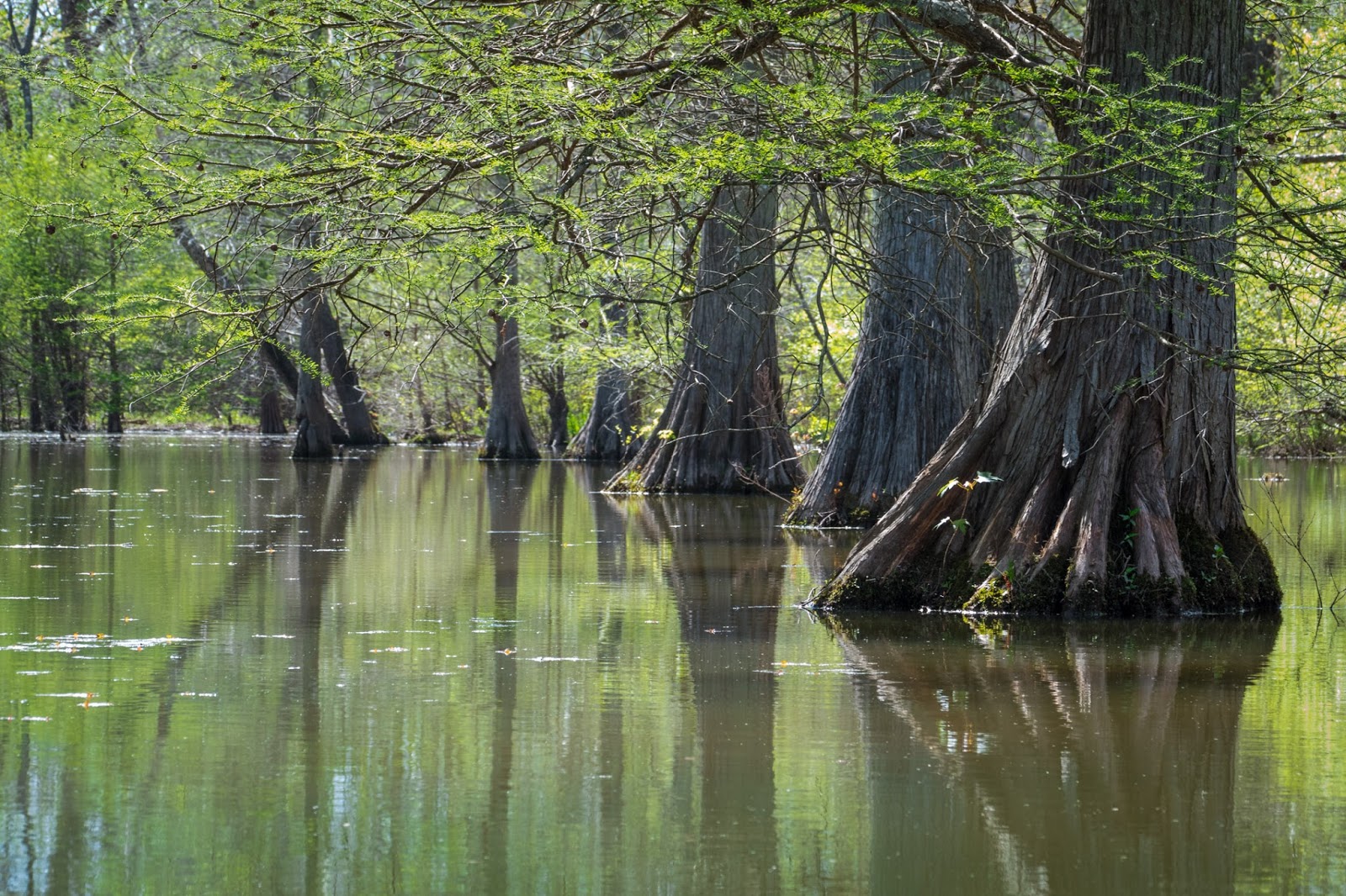 Winnie Views: Missouri's Magnificent Mingo NWR