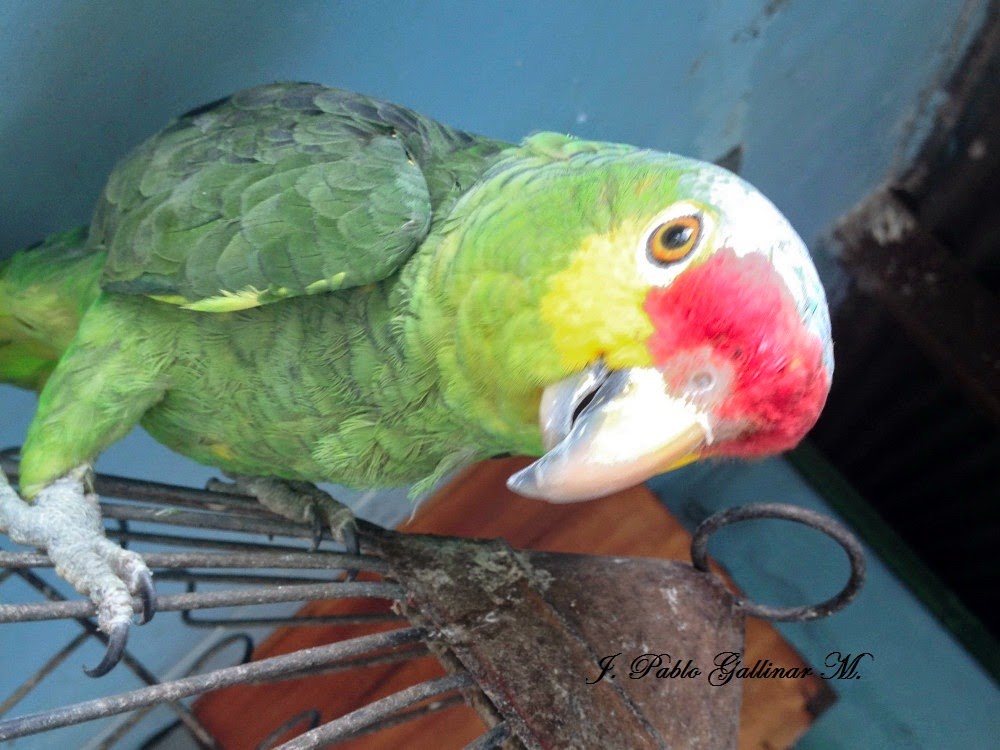 Fotocuates. . .: Cotorro en primer plano .....