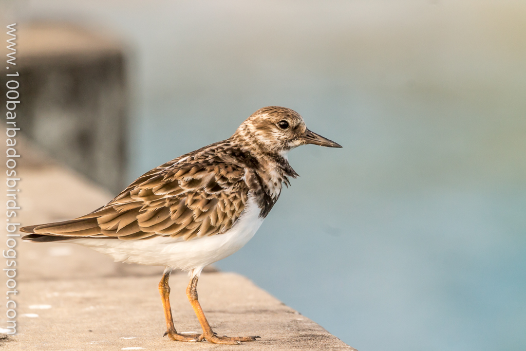Birds of Barbados: Ruddy Turnstone (Arenaria interpres)