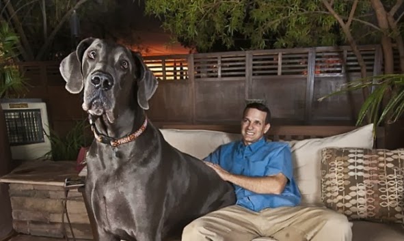 Grandes Dominicanos: Muere el perro más grande del mundo