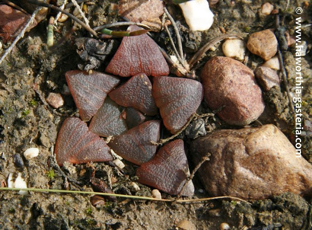 All you wanted to know about Haworthias, Gasterias and Astrolobas ...