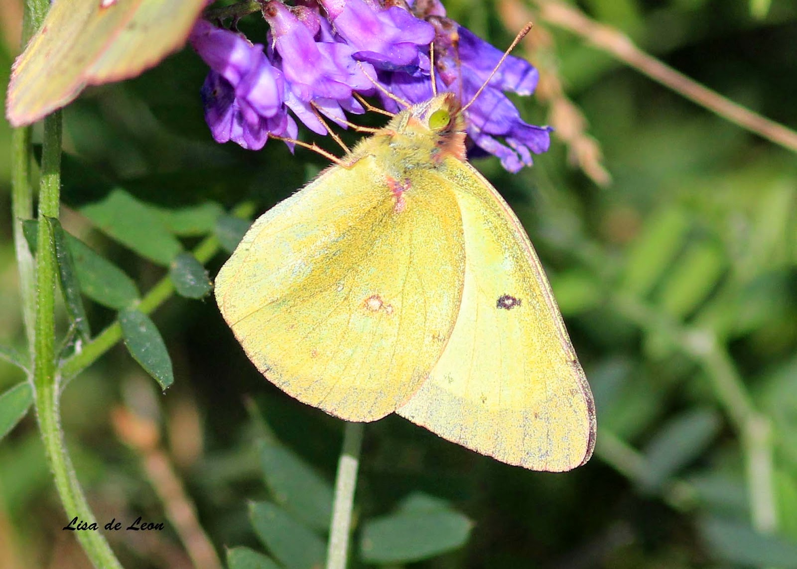Birding with Lisa de Leon: Clouded Sulphur Butterfly: Male and Female