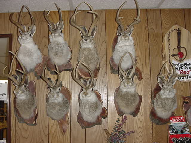 La Escalera de Iakob: Lepus cornutus: la historia del conejo con cuernos