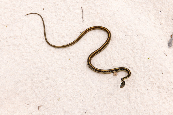 Arjunpuri in Qatar: How to stay safe in the great outdoors