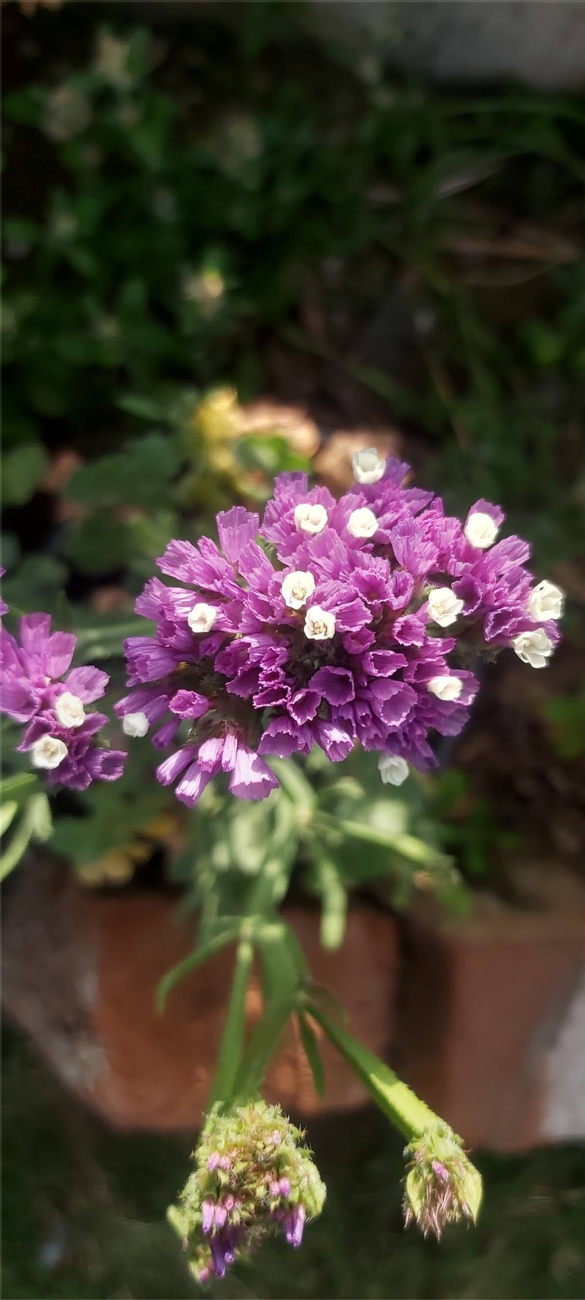 Jaipur Garden: Garden Affair : Stunning Statice Flowers