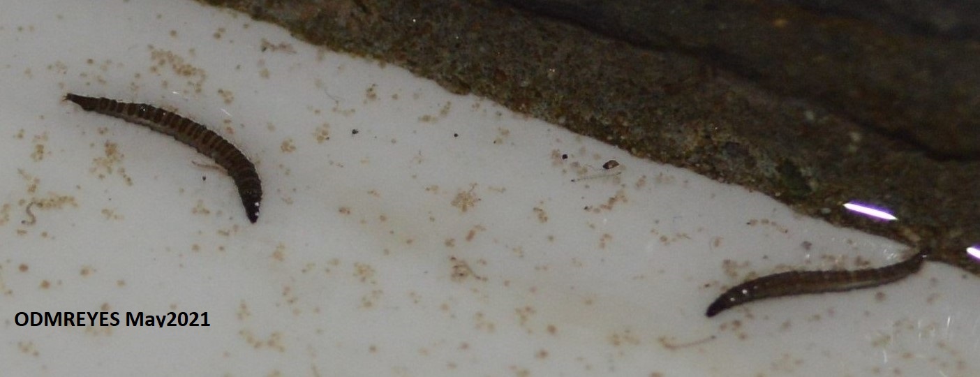 Samurai Bug Chronicles: Fuzzy-Muzzy Drain flies or Moth flies (PSYCHODIDAE)