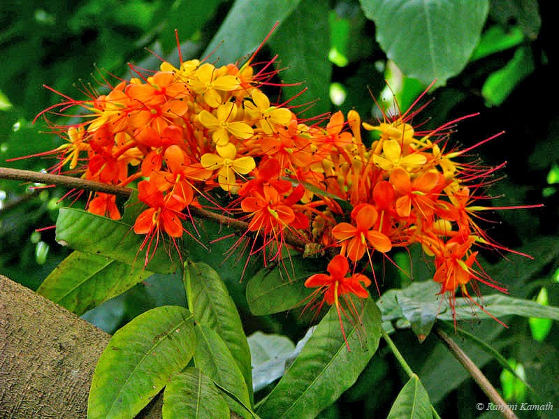 PRGC(A) DEPARTMENT OF BOTANY: Saraca asoca - SITA ASOKA