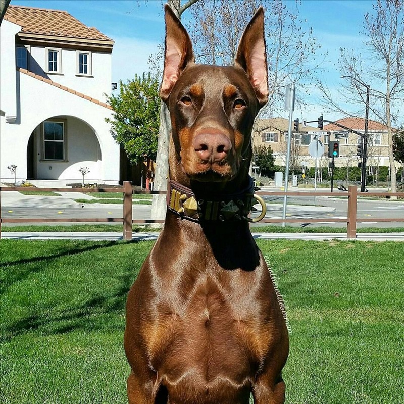 Beautiful Dobermans - My Interests