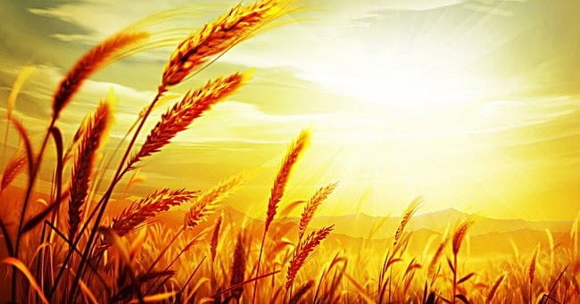 Jesus é Deus: A PARÁBOLA DO TRIGO E DO JOIO